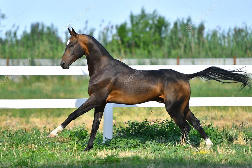 Bay Akhal Teke stallion running in canter along white fence in summer ...