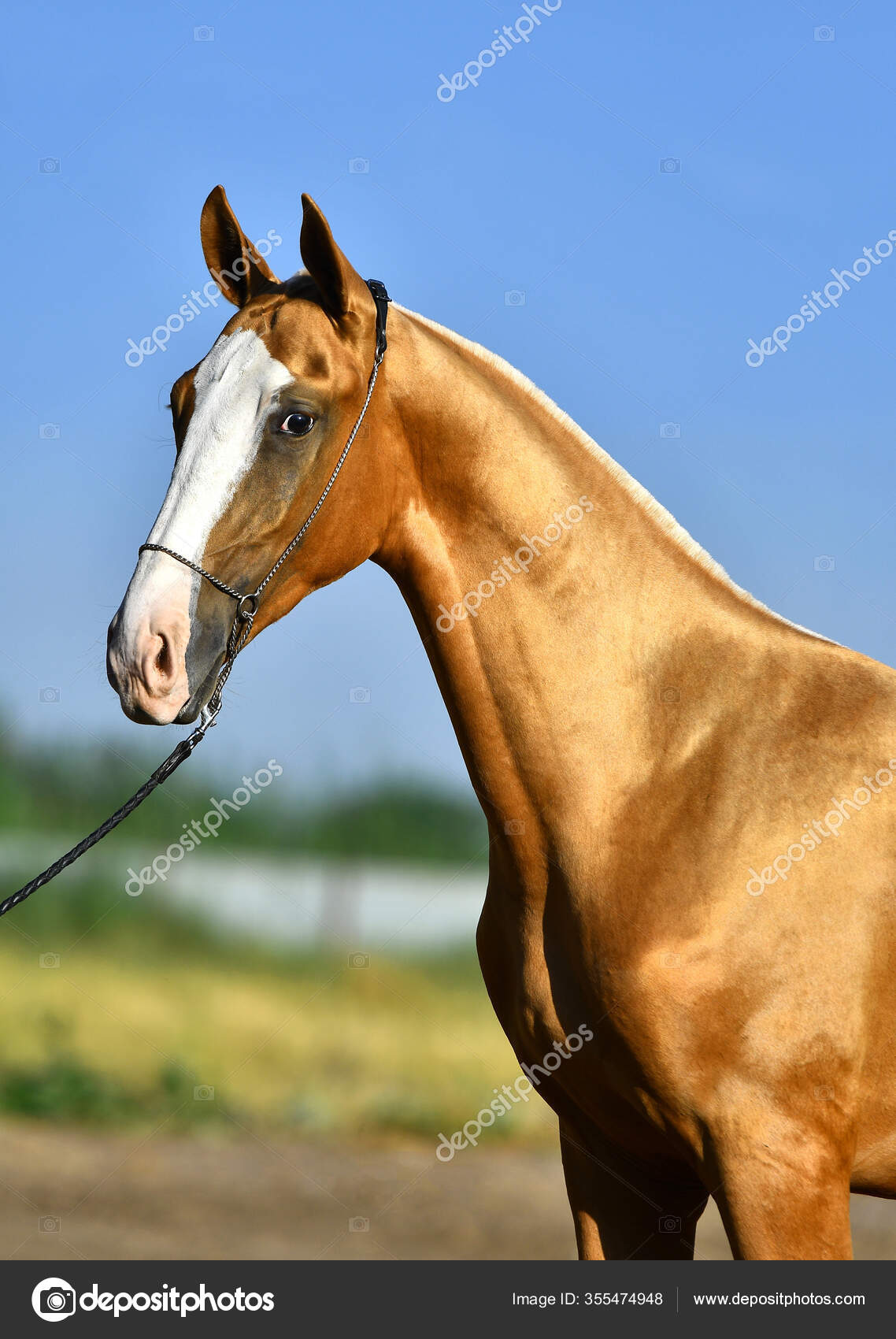 Bright Chestnut Horse