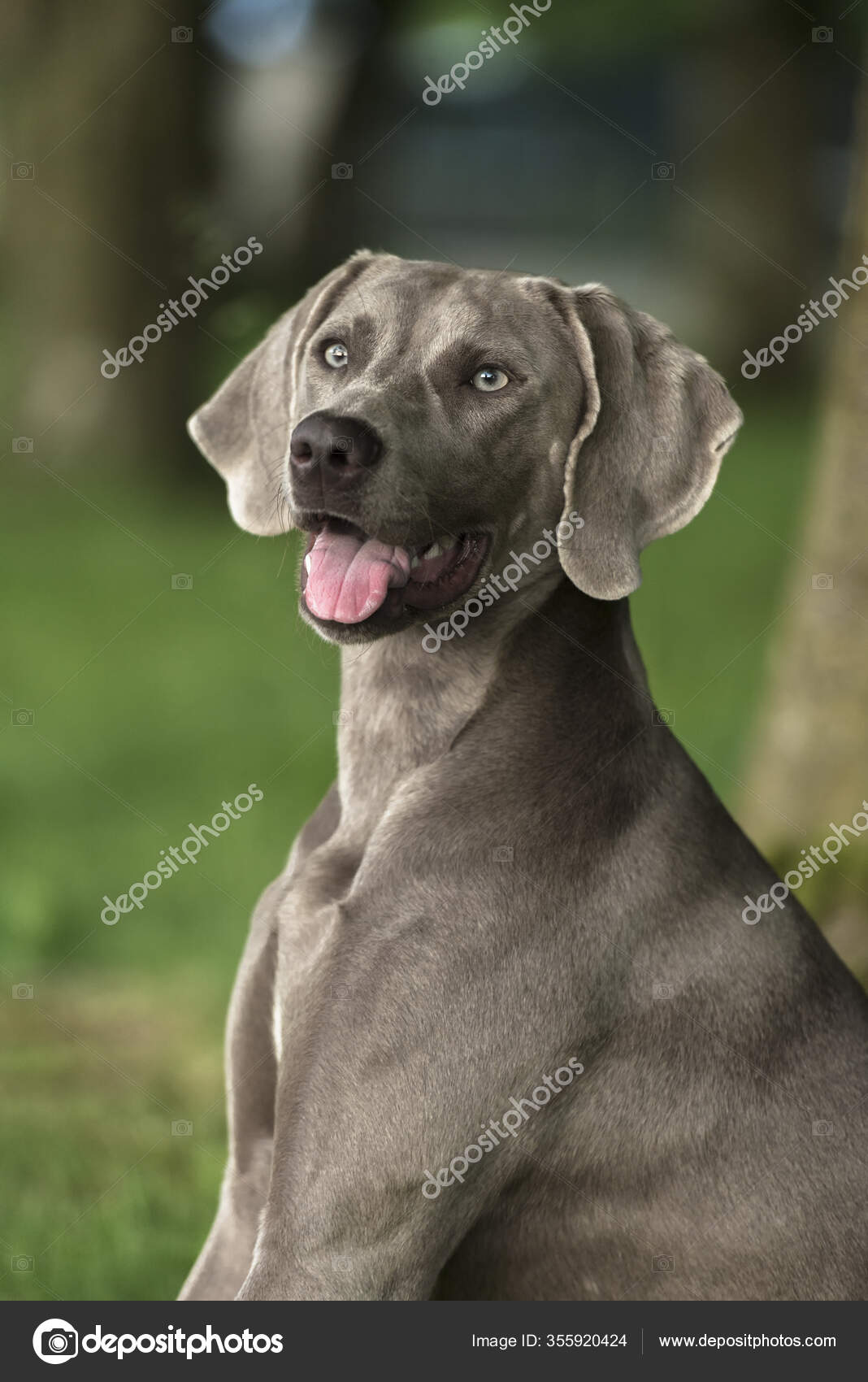 Weimaraner Grey
