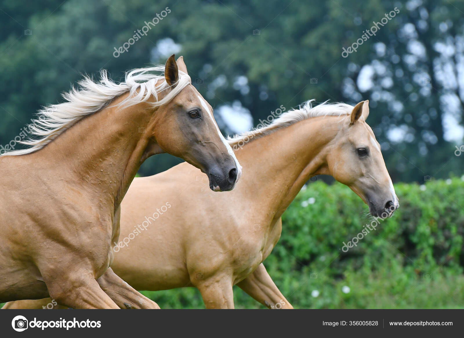 Deux Palomino Akhal Teke Élèvent Ensemble Des Chevaux Qui Courent image ...