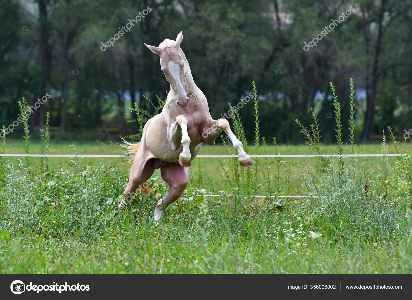 Akhal Teke Jumping