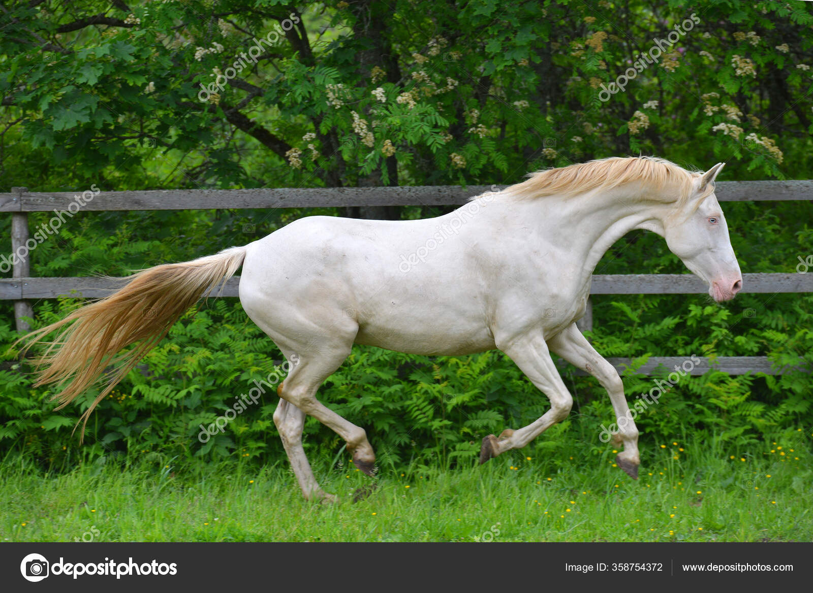 Cremello Akhal Teke Horse