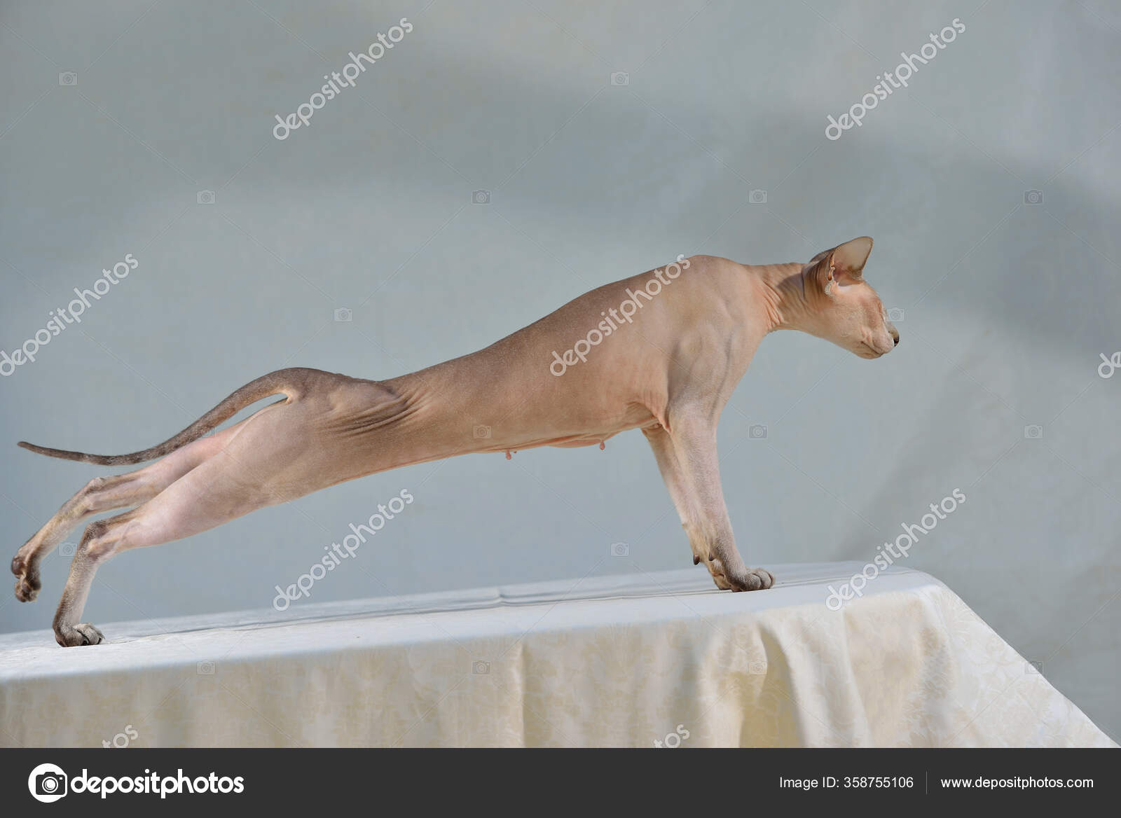 Lilac Point Oriental Sphynx Cat Stretching Sunlight — Stock Photo ...