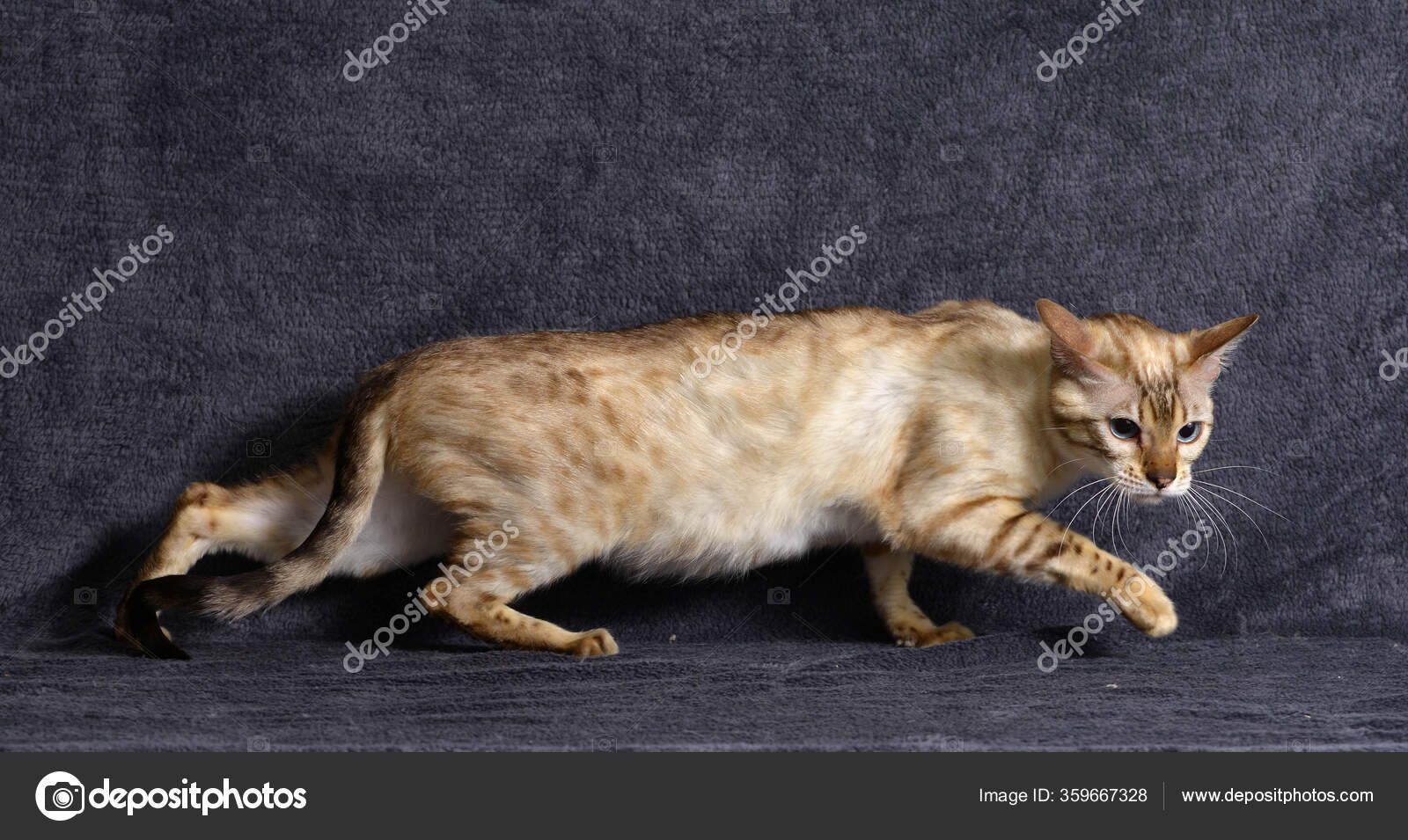 Tan Cat Sneaking Dark Blue Background Horizontal Side View — Stock ...