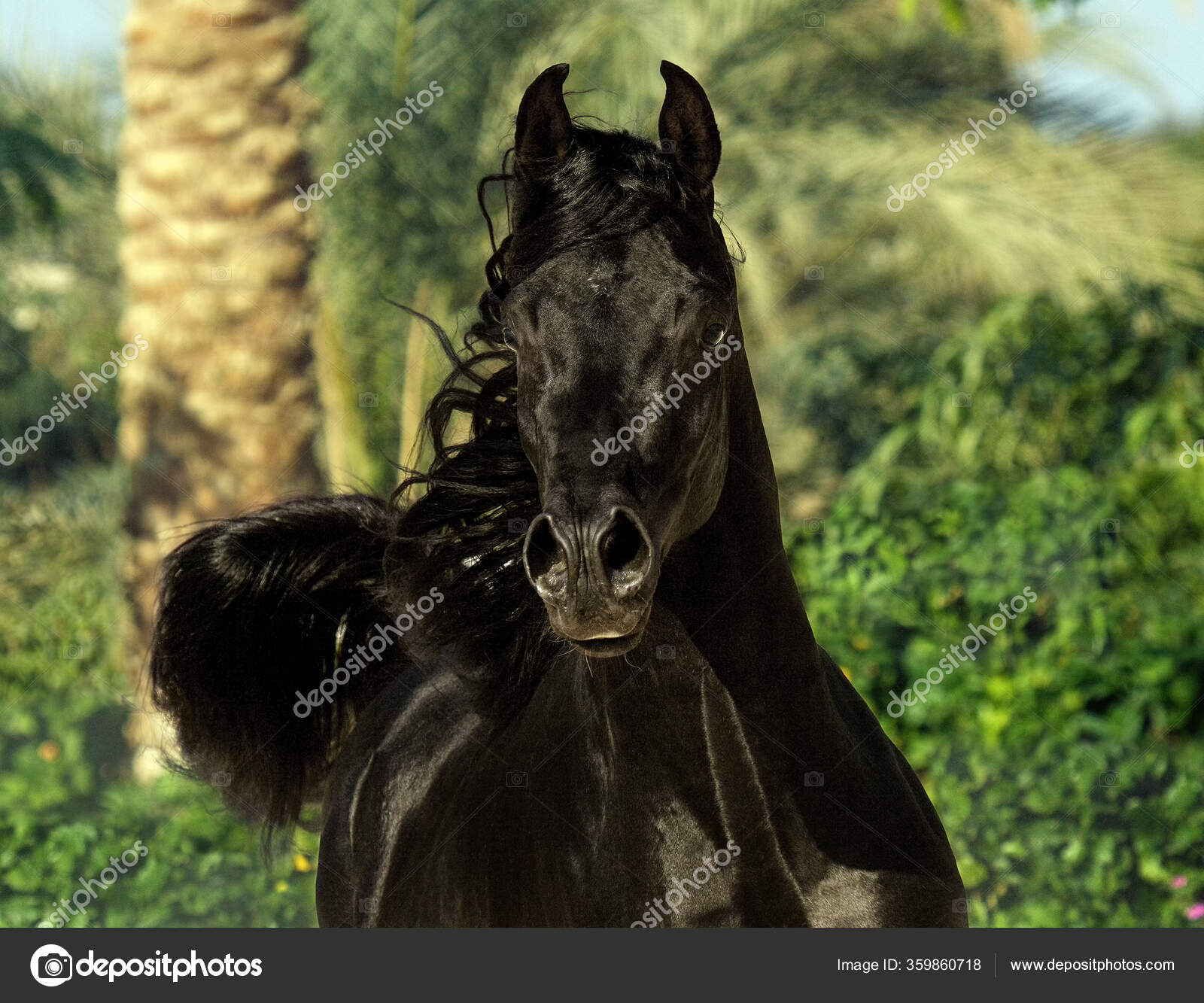 Black Arabian Horses Running