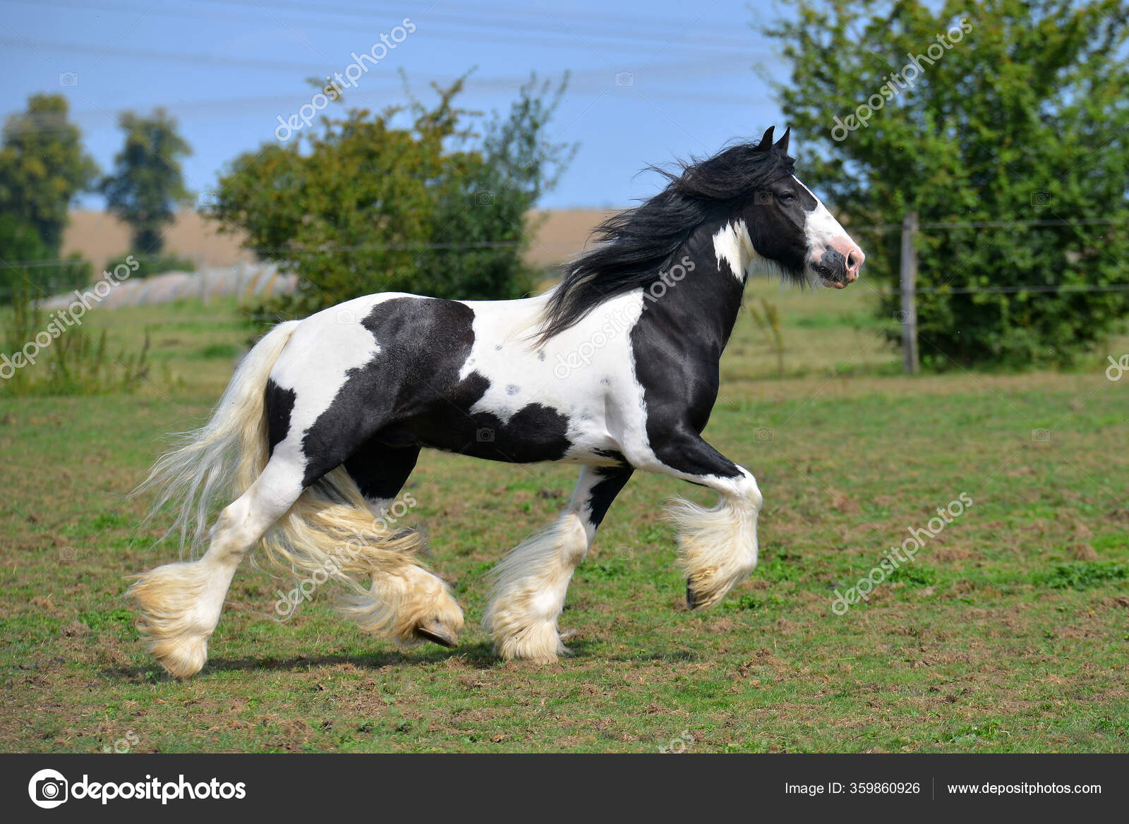 Black Clydesdale Running