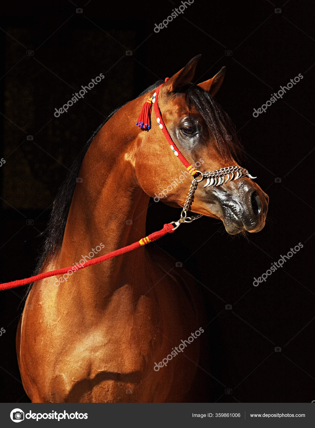 Arabian Stallion Halter