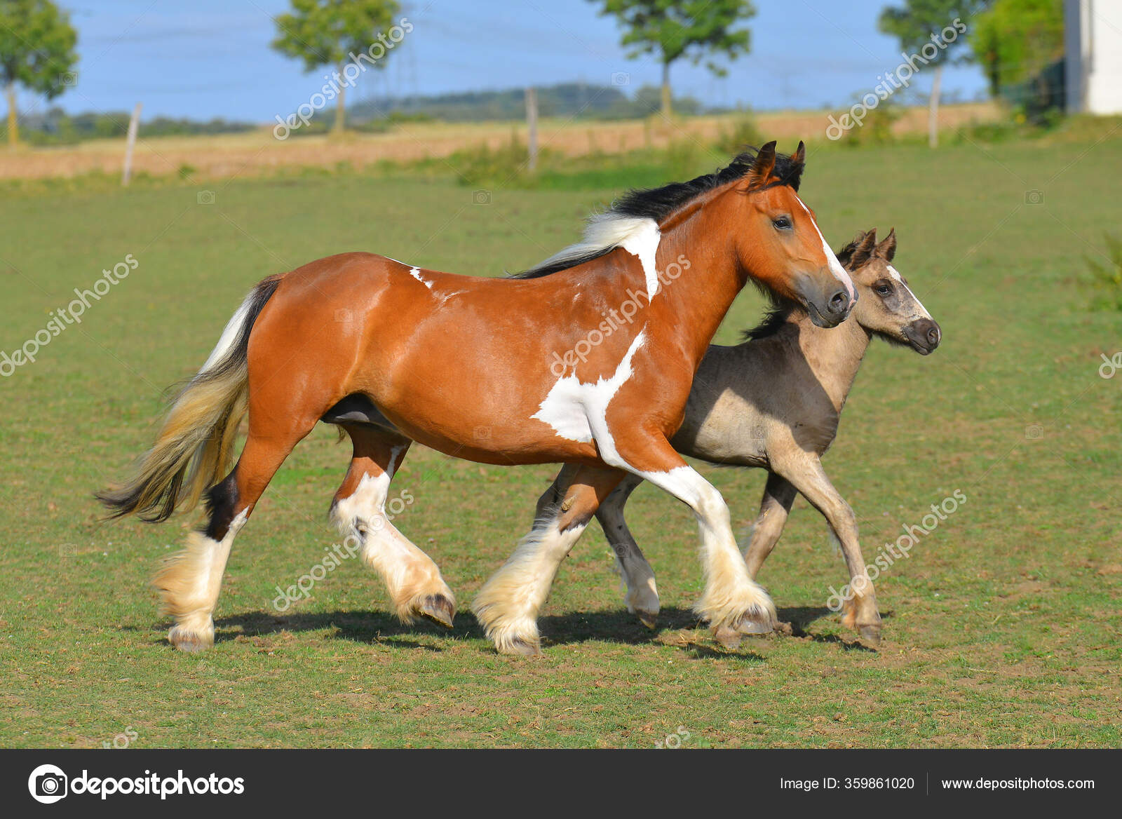 Pinto Chestnut Irish Cob Mare Foal Runnig Pasture Horizontal Side ...