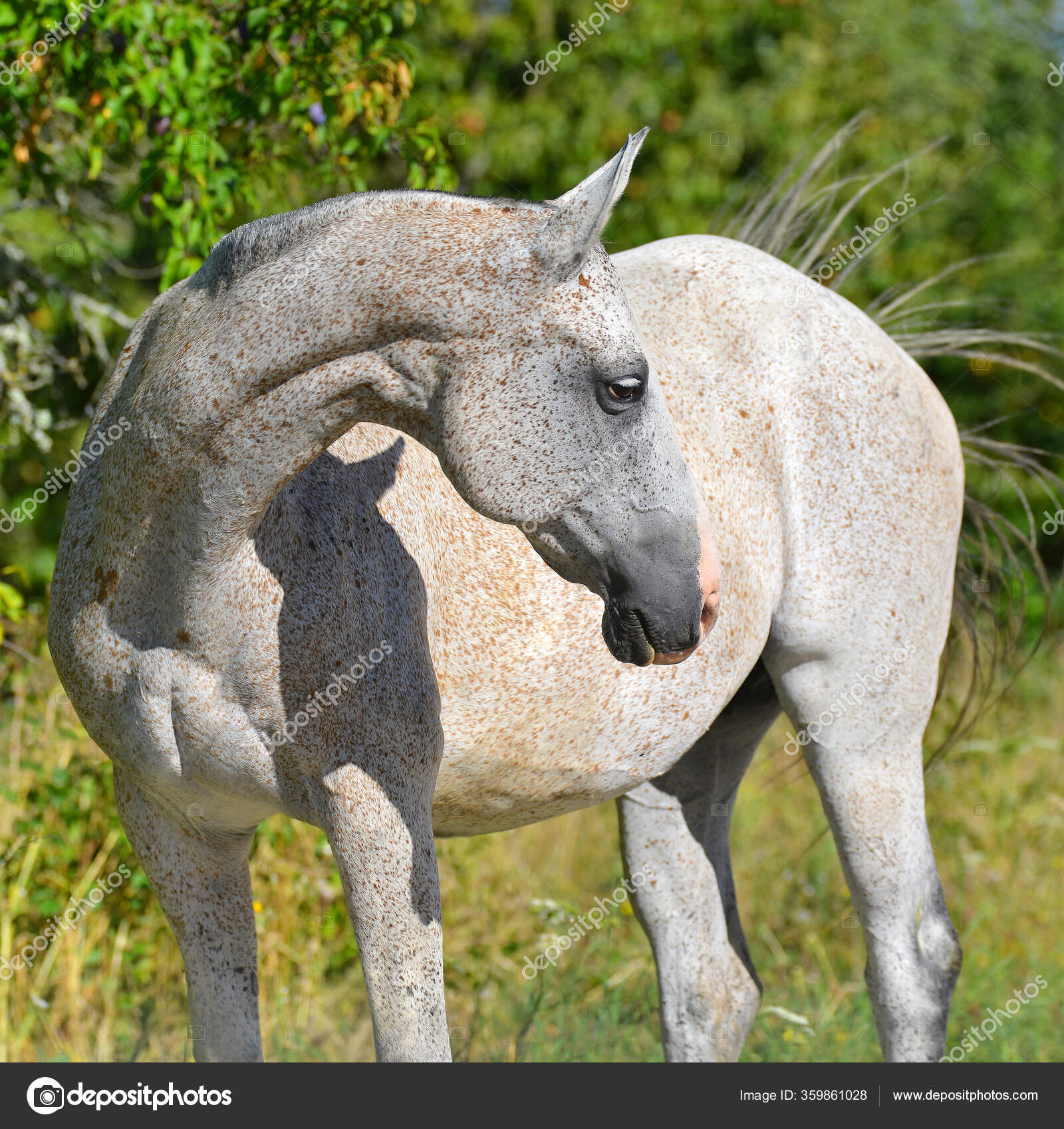 Akhal Teke Gray