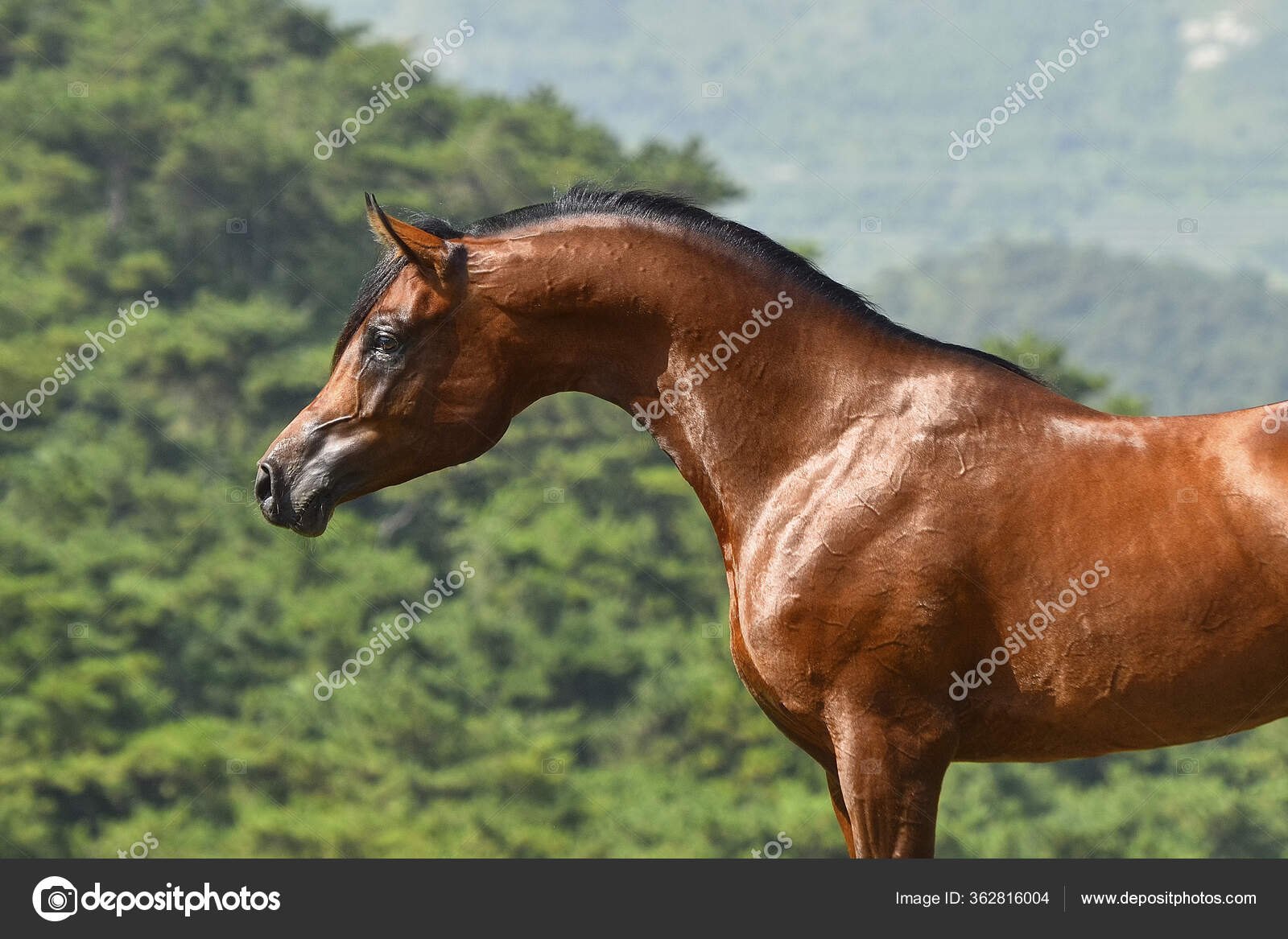 Bay Arabian Horses