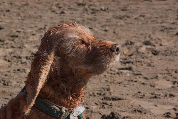 What Does It Mean When Dogs Squint