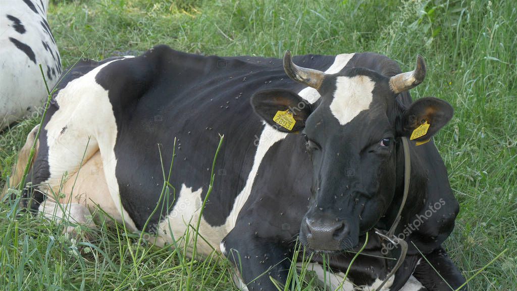 Vaca feliz está acostada en una hierba en un prado 2024