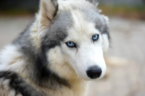 Blue wolf eyes Stock Photos, Royalty Free Blue wolf eyes Images ...