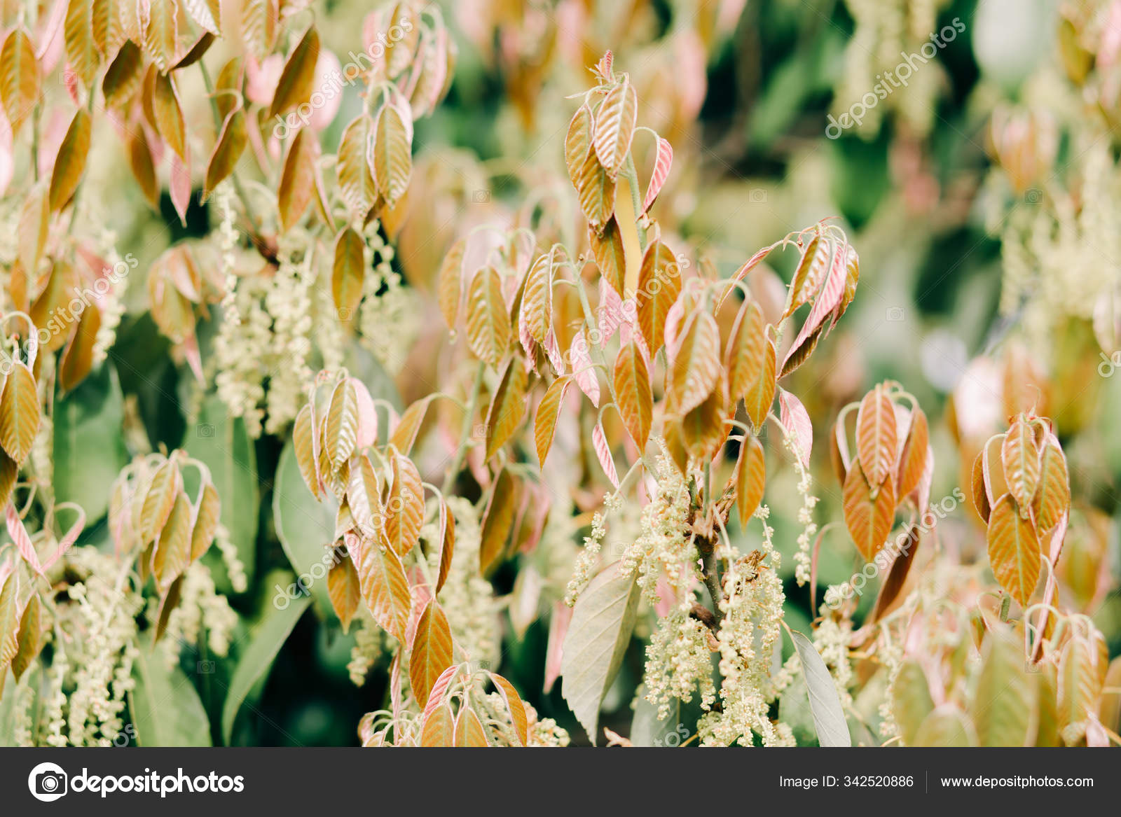 Young leaves on tree branches in spring. natural background ⬇ Stock ...