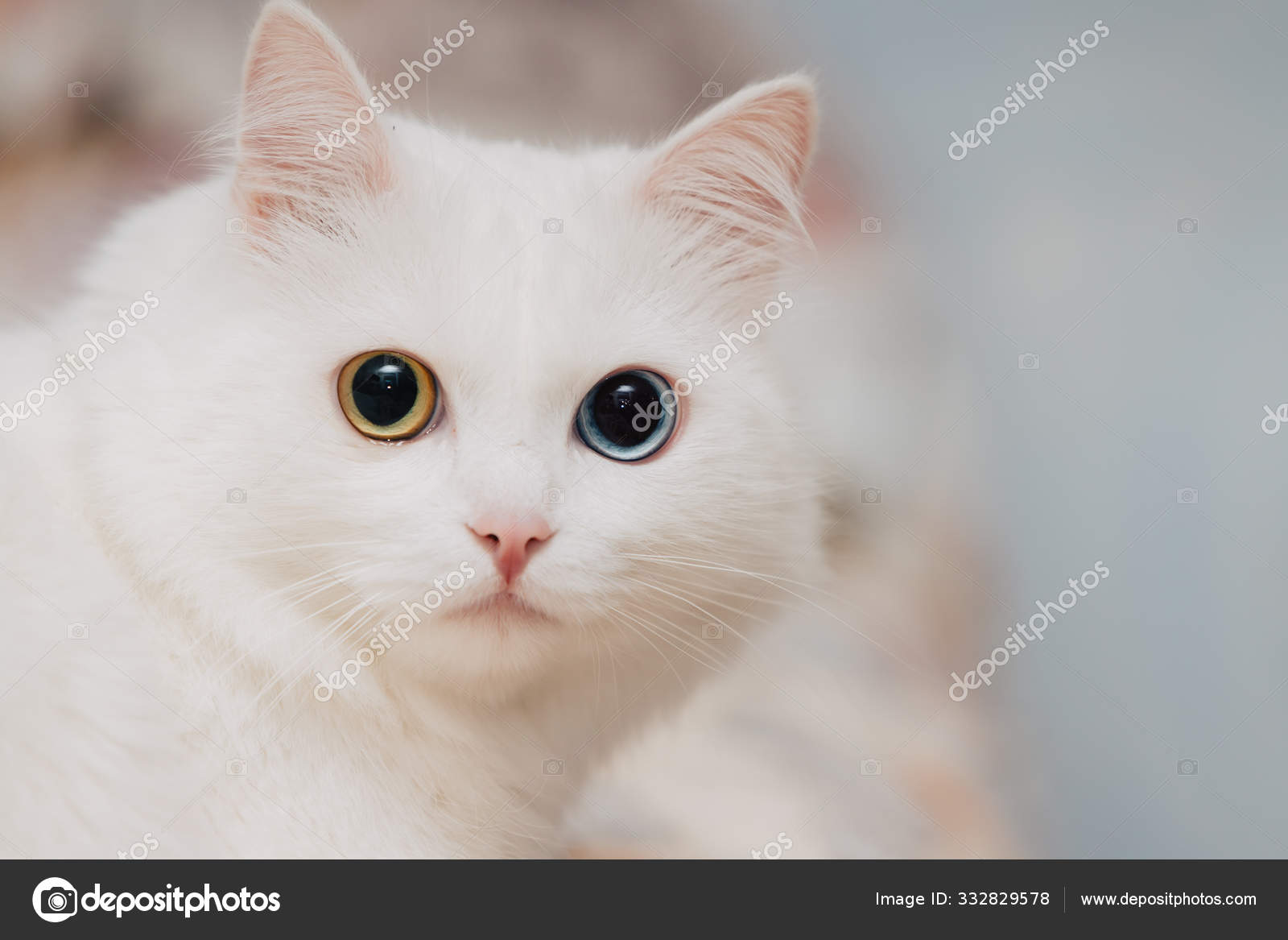 Heterochromia Eyes Cat