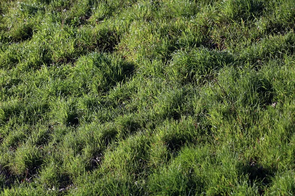 100,000 Regime de relva seca Vector Images | Depositphotos