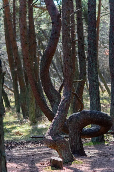 curved tree trunks, forest growth anomaly, crooked trees, inexplicable - Stock Image - Everypixel