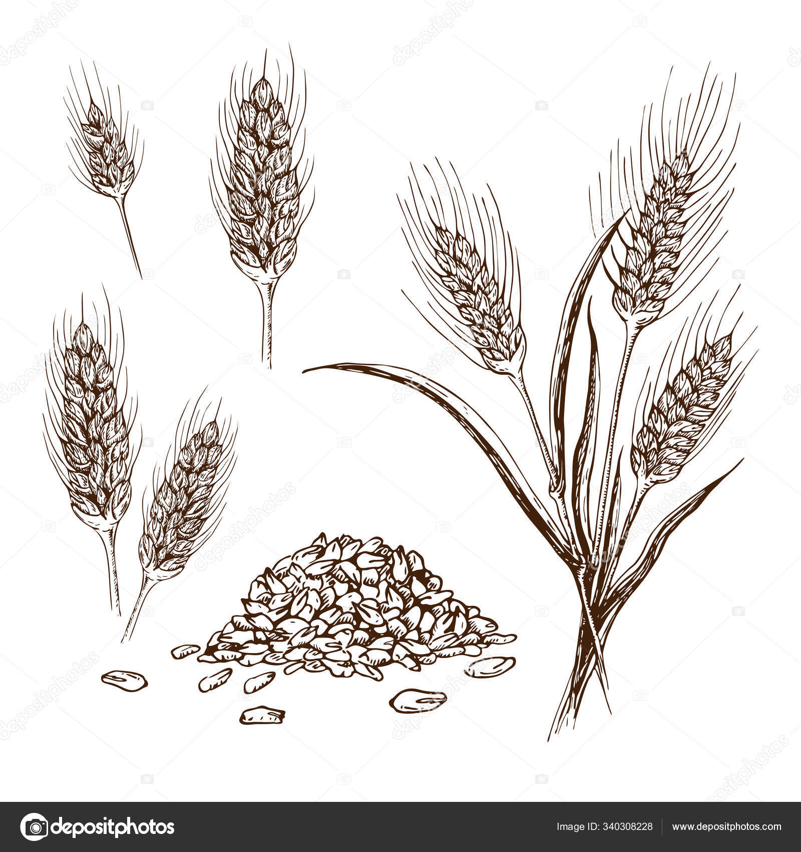 Vector hand drawn wheat or barley isolated on white background. Wheat ...