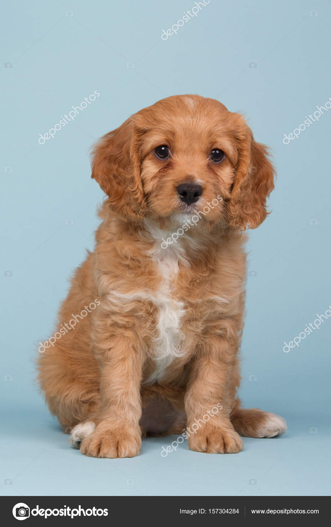 Cavapoo Aux Abricots