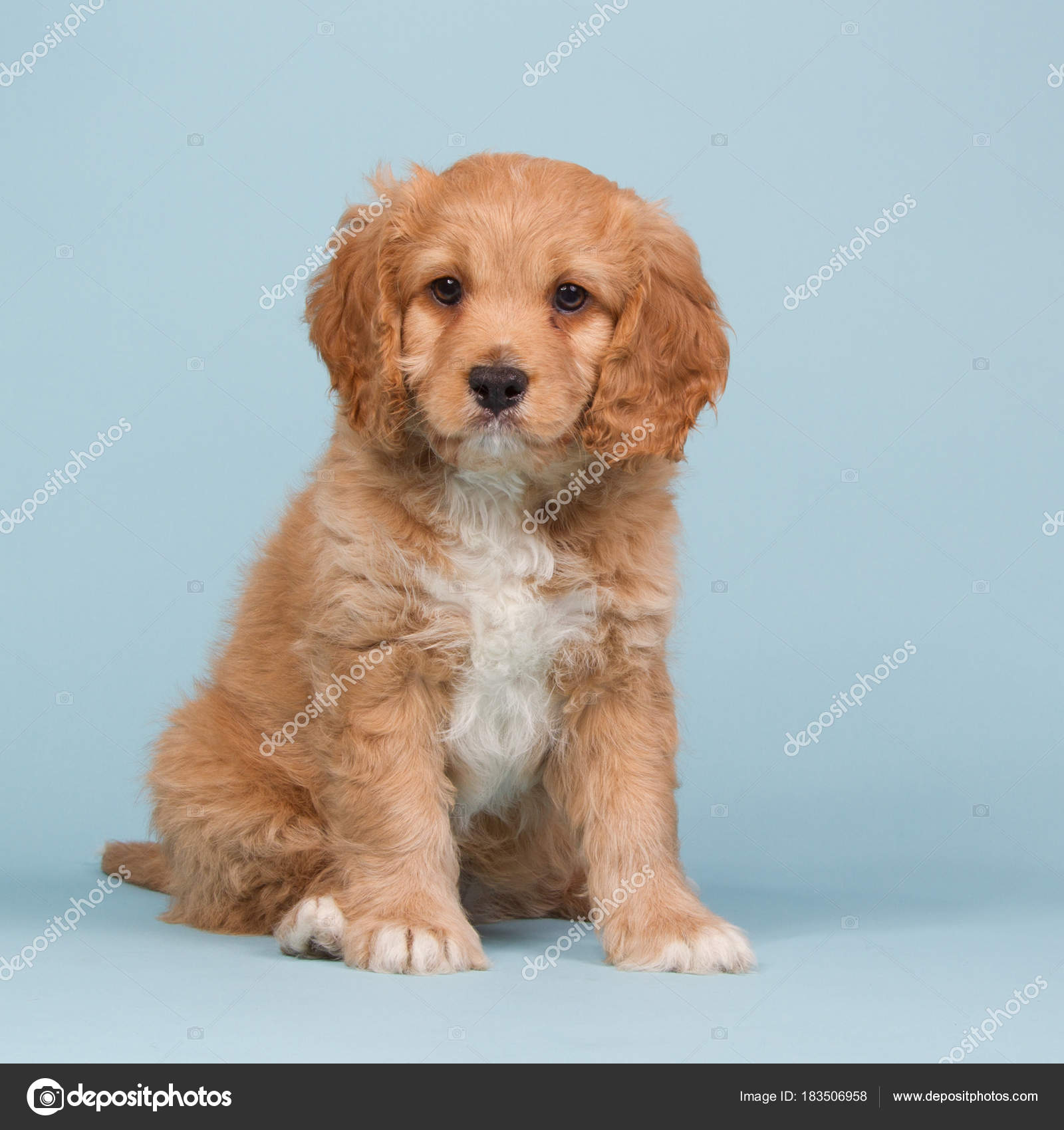 Apricot Cavapoo Puppy Blue Studio Background — Stock Photo ...