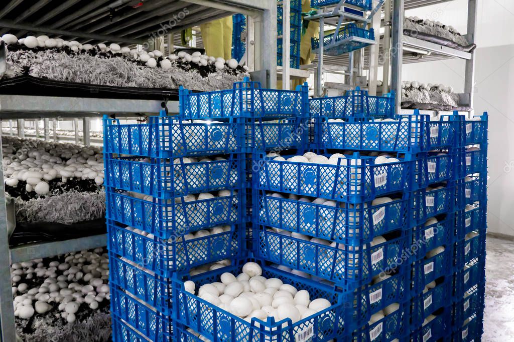 cultivo industrial moderno de hongos blancos en grandes volúmenes 2024