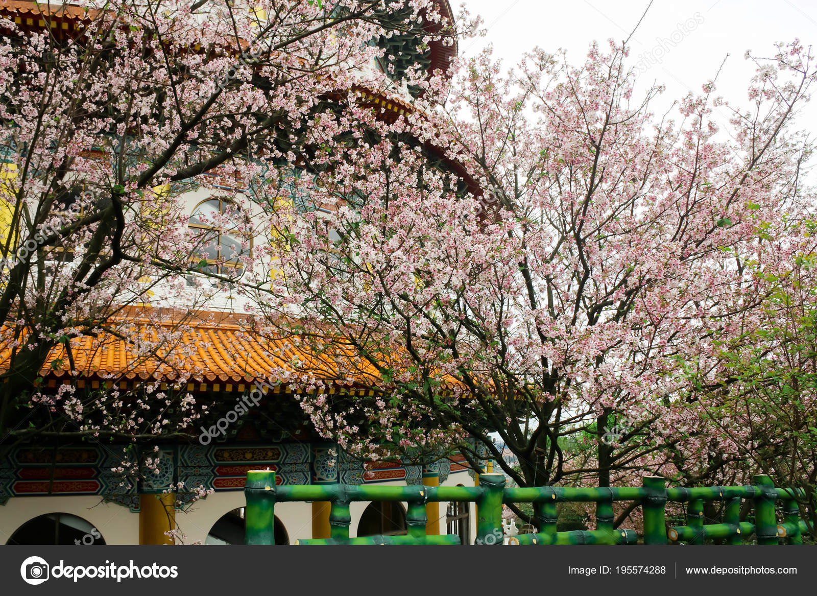 Close Pink White Branch Blossom Pink Sakura Tree Temple Tianyuan ...