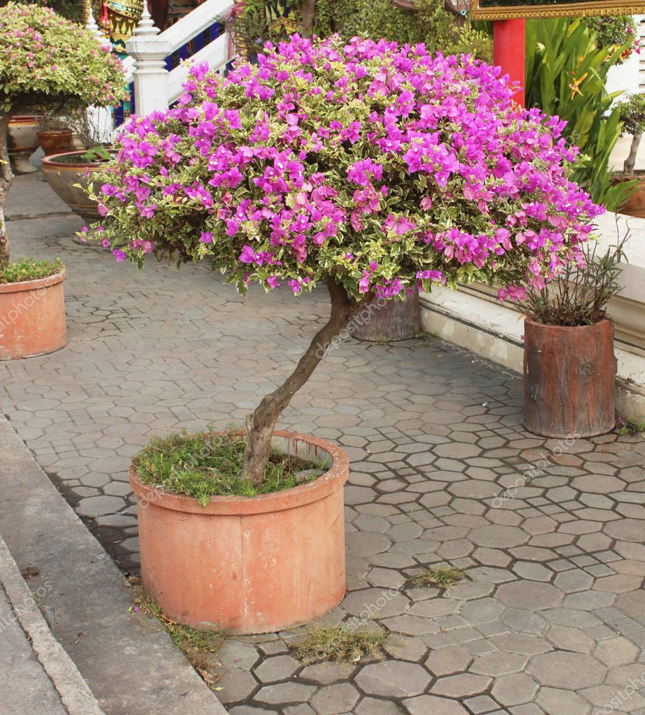 Primer plano de flores de buganvillas de color rosa brillante como ...