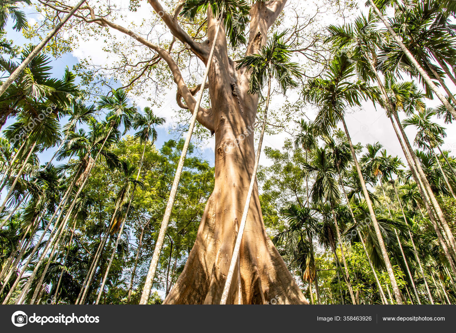 Image Largest Highest Giant Tree Ban Sanam Uthai Thani Province Stock ...