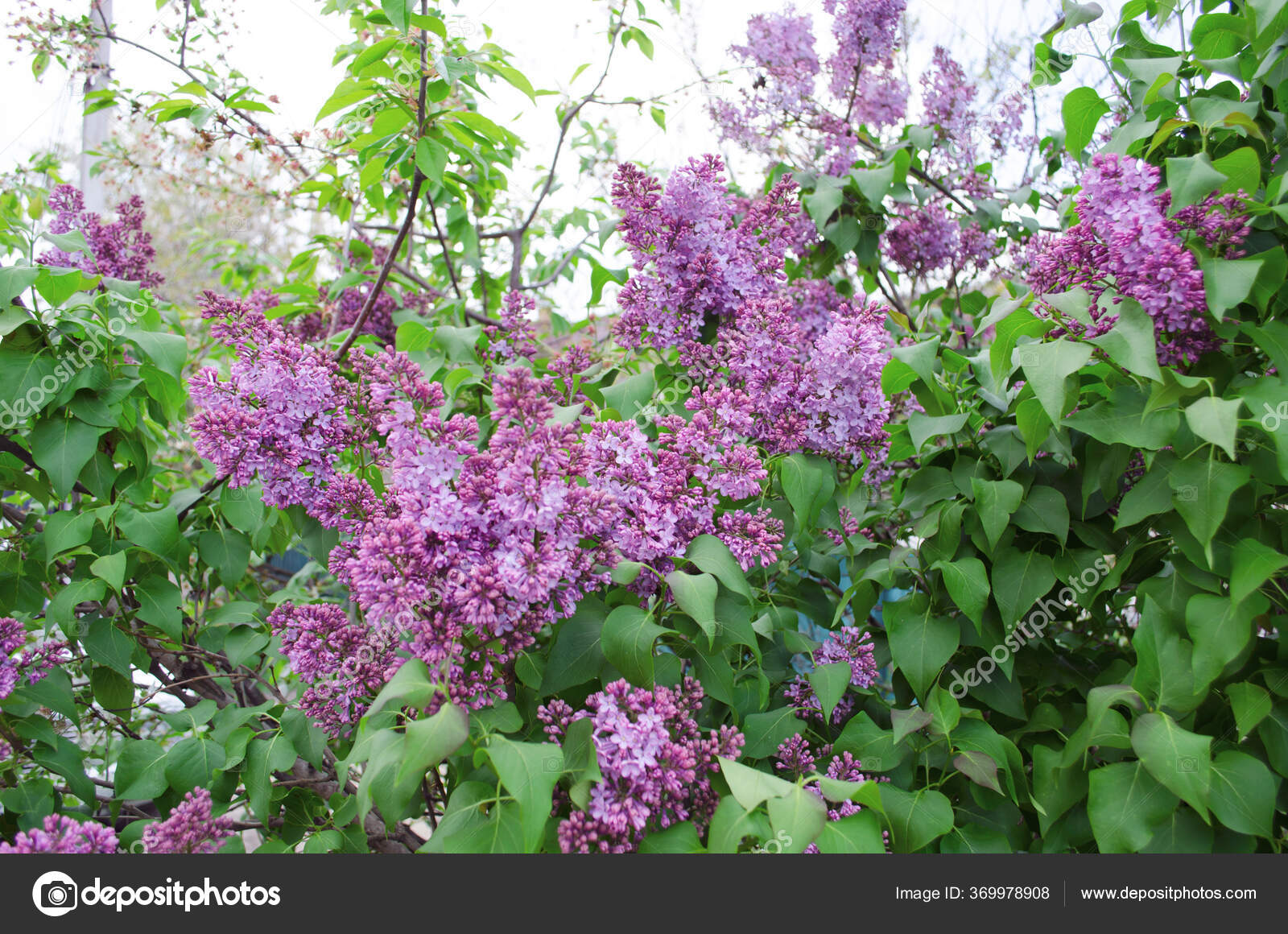 Syringa Blooming Spring Flowering Bush Spring Close Violet Lilac Bloom ...