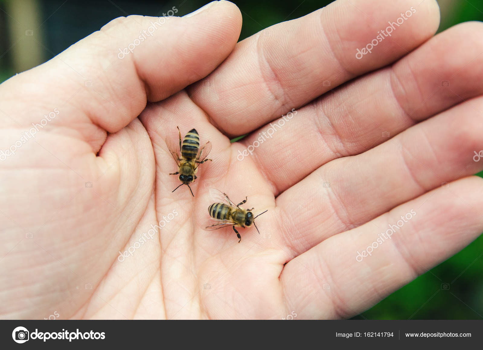 Bees on hand, green background Stock Photo by ©Saikorn 162141794