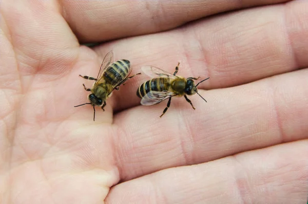 Bees on hand, green background Stock Photo by ©Saikorn 162141794