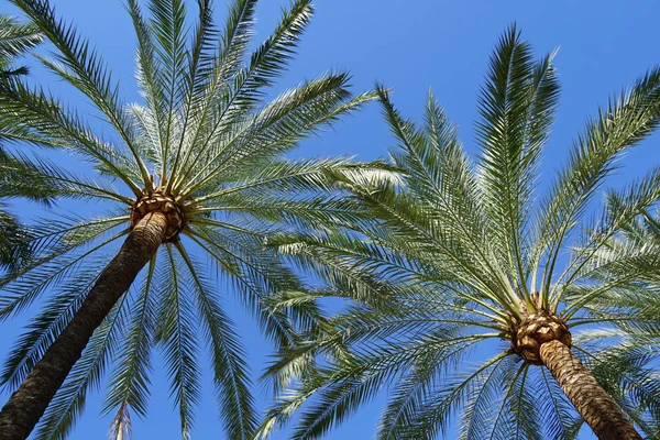 Under the palm trees Stock Photos, Royalty Free Under the palm trees ...
