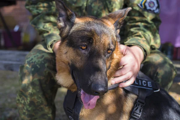 Soldier with german shepherd dog — Stock Photo © belchonock #130130206