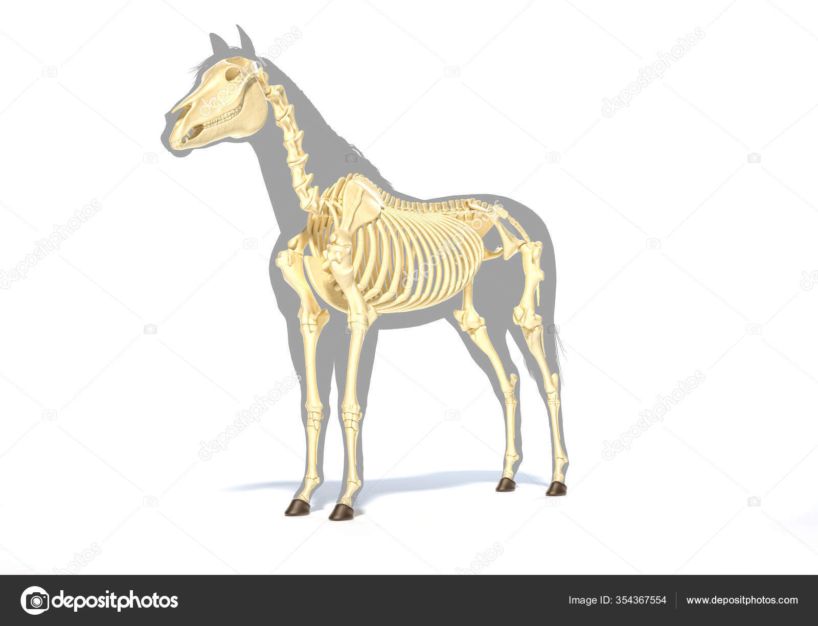 Horse Skeleton Front
