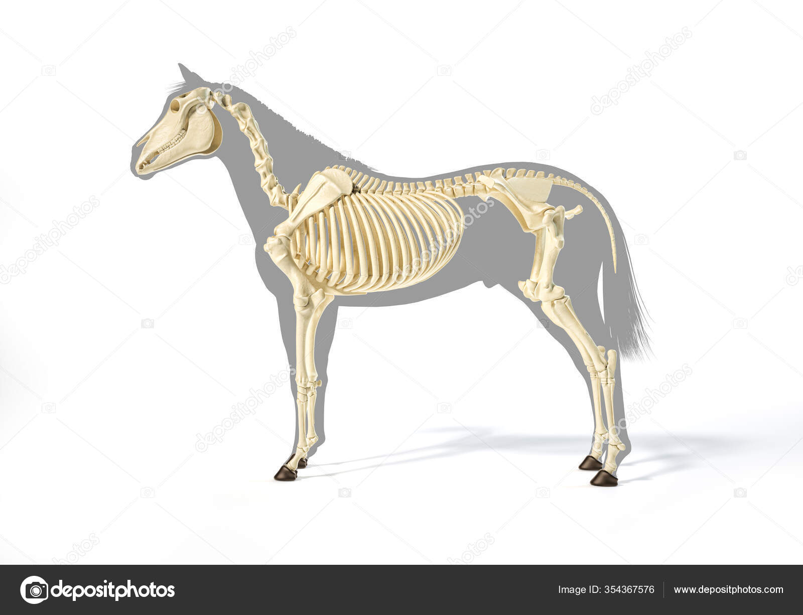 Skeletal Anatomy Of A Horse Horse Spine Bone Skeleton Anatomy 3d