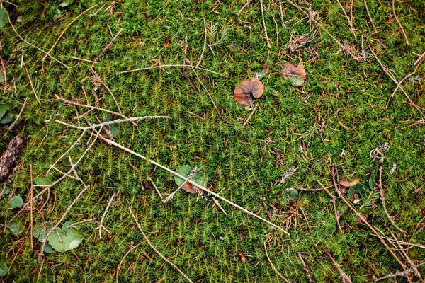 La repousse fotos de stock, imágenes de La repousse sin royalties ...