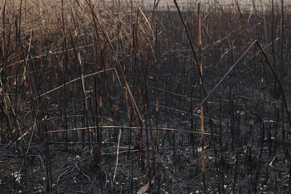 Plantas queimadas Stock Photos, Royalty Free Plantas queimadas Images ...