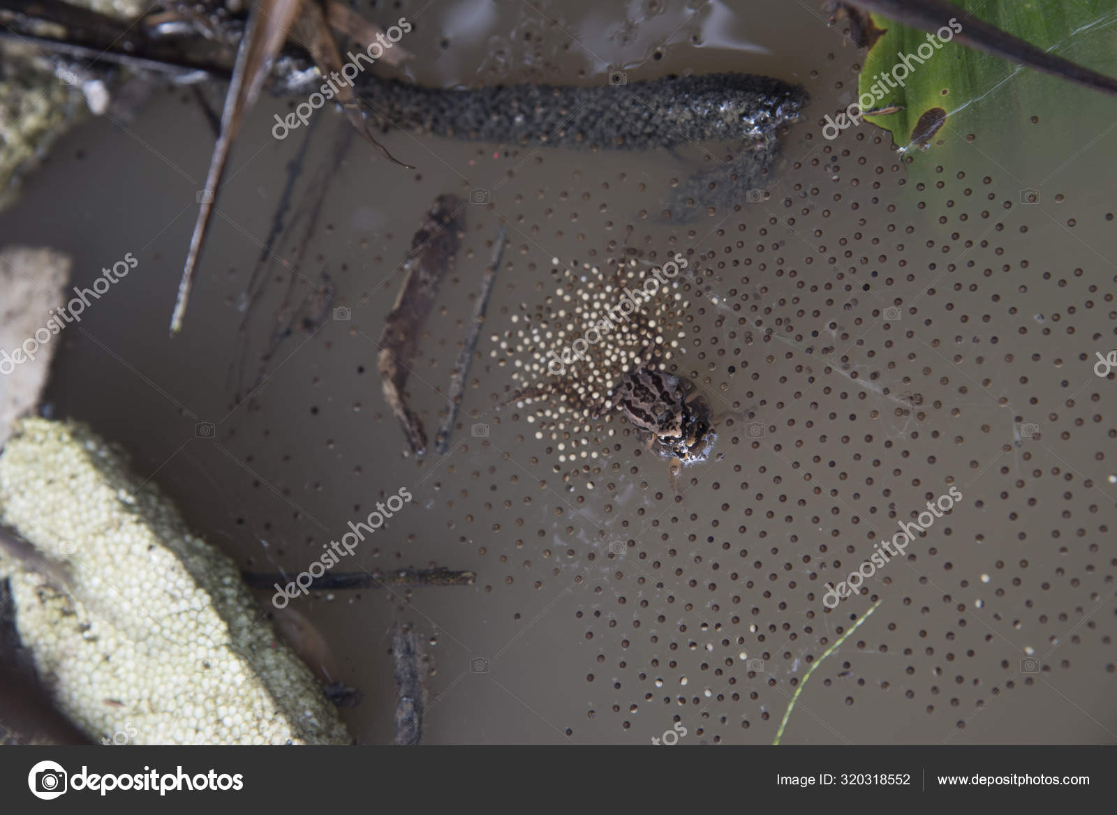 Common Puddle Frogs Laying Eggs Puddle — Stock Photo © sweemingyoung ...
