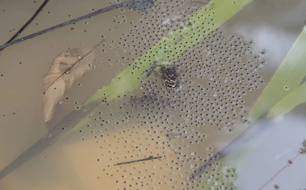 Common Puddle Frogs Laying Eggs Puddle — Stock Photo © sweemingyoung ...