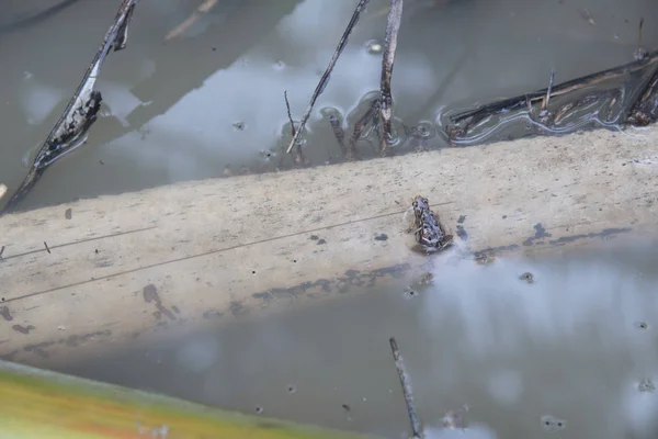 Dirty Pond Fulls Common Puddle Frogs' Eggs Stock Photo by ...