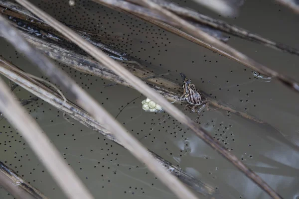 Common Puddle Frogs Laying Eggs Puddle — Stock Photo © sweemingyoung ...