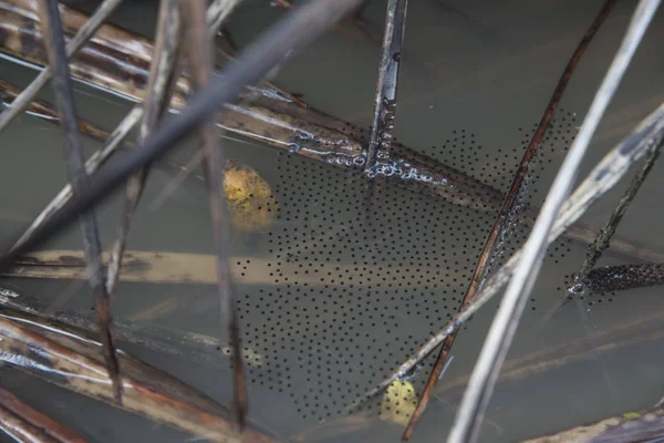 Common Puddle Frogs Laying Eggs Puddle — Stock Photo © sweemingyoung ...