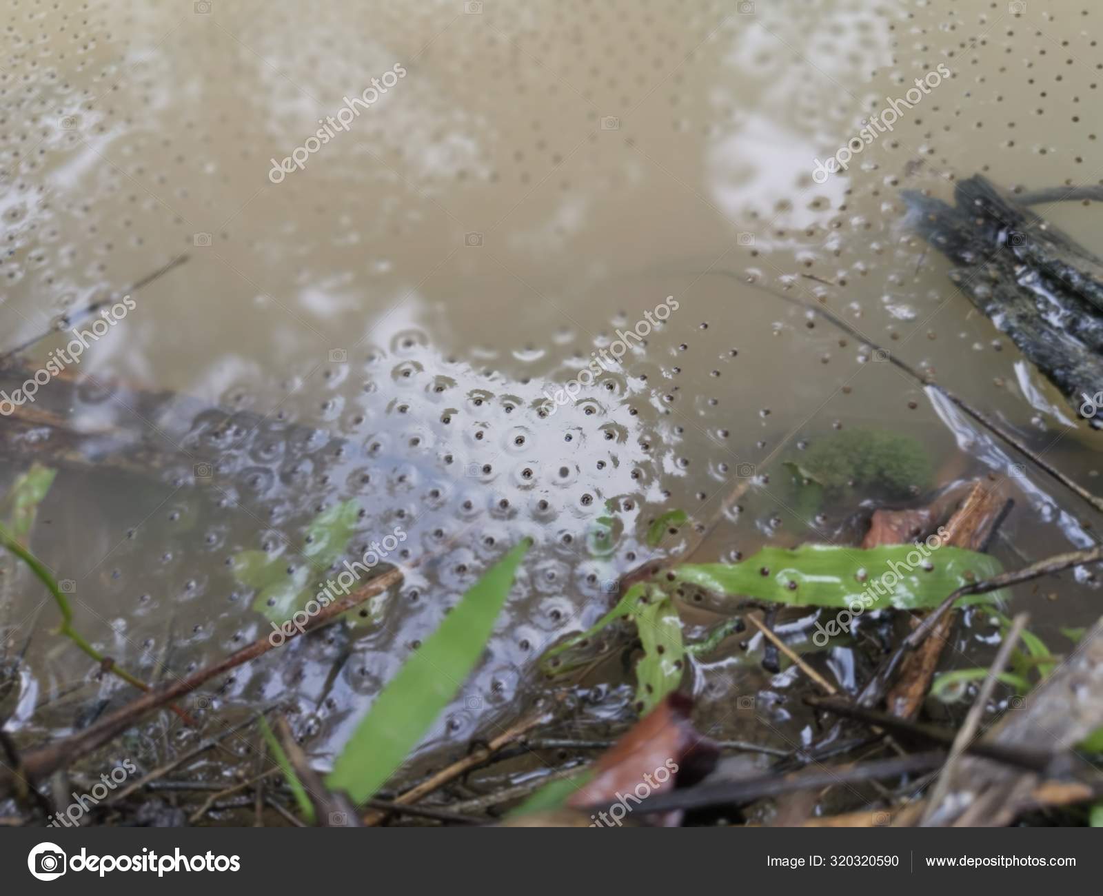 Dirty Pond Fulls Common Puddle Frogs' Eggs Stock Photo by ...