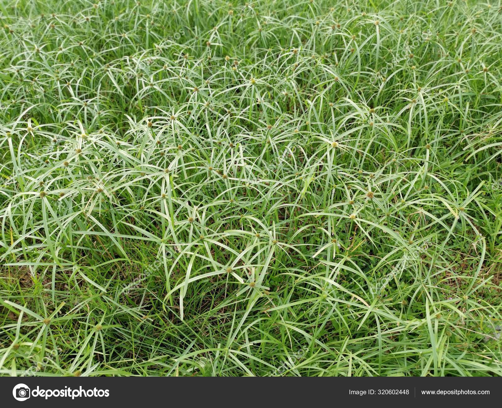 Wild Green Cyperus Grass Weed Stock Photo by ©sweemingyoung 320602448