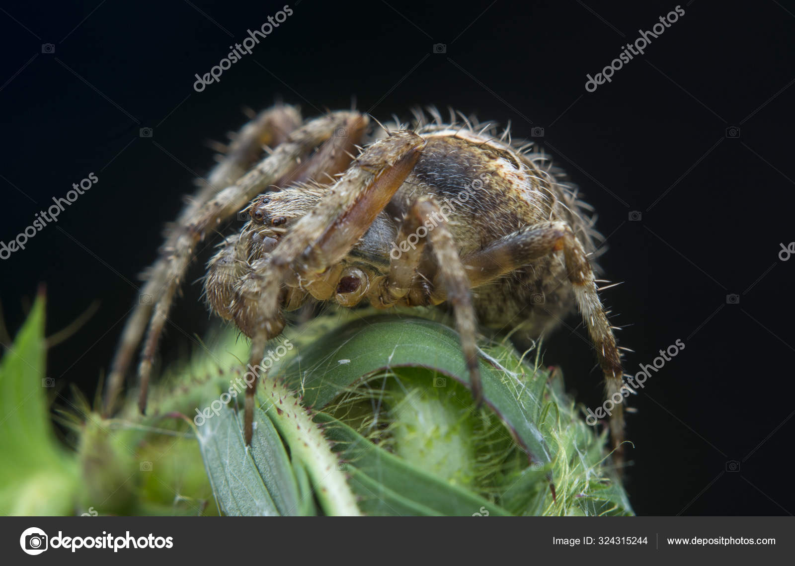 Close Shot Agalenatea Redii Spider Stock Photo by ©sweemingyoung 324315244