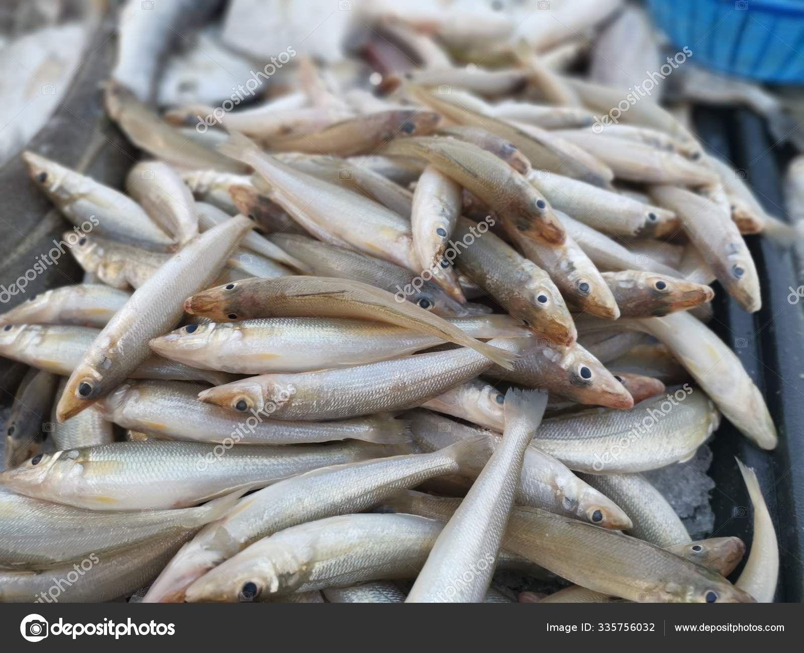 Merlangius Merlangus Crudos Frescos — Foto de stock #335756032 ...