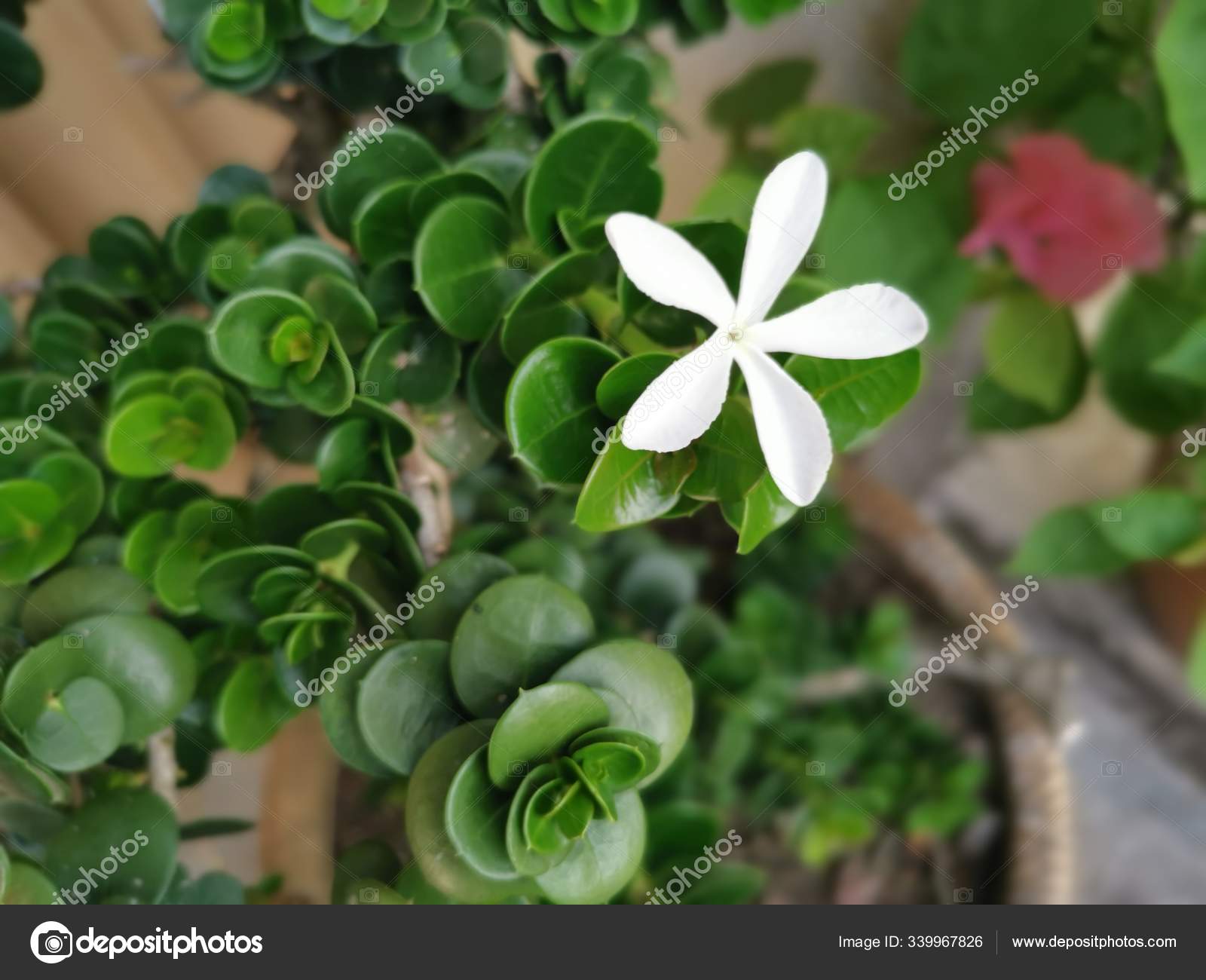 Sola Flor Carissa Macrocarpa Blanca: fotografía de stock ...