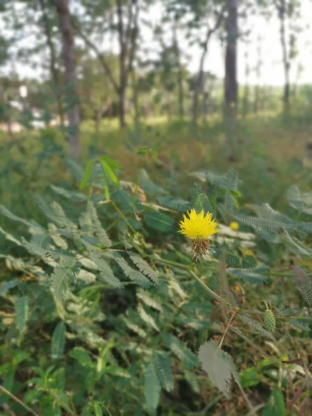 Neptunia Plena Shrub Plant Growing Wild Stock Photo by ©sweemingyoung ...
