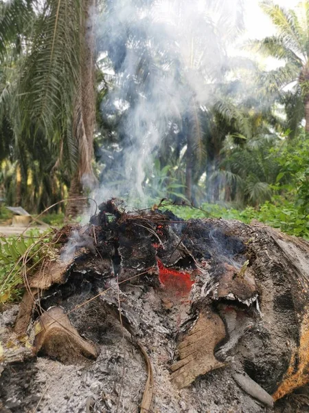 tree trunk burning up in smoke - Stock Image - Everypixel