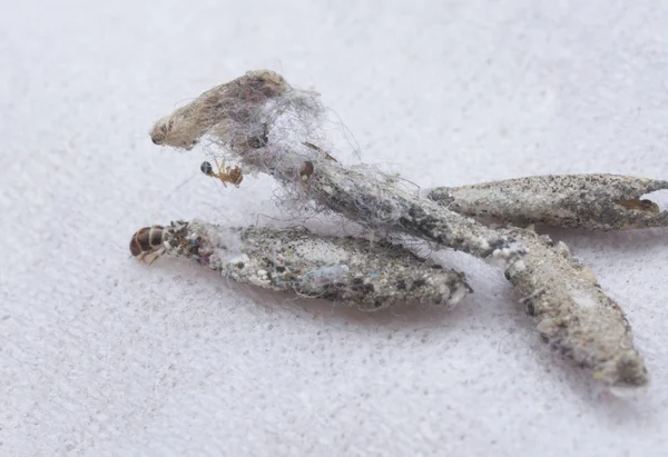 inyección estrecha de tiña pellionella bagworm 2024